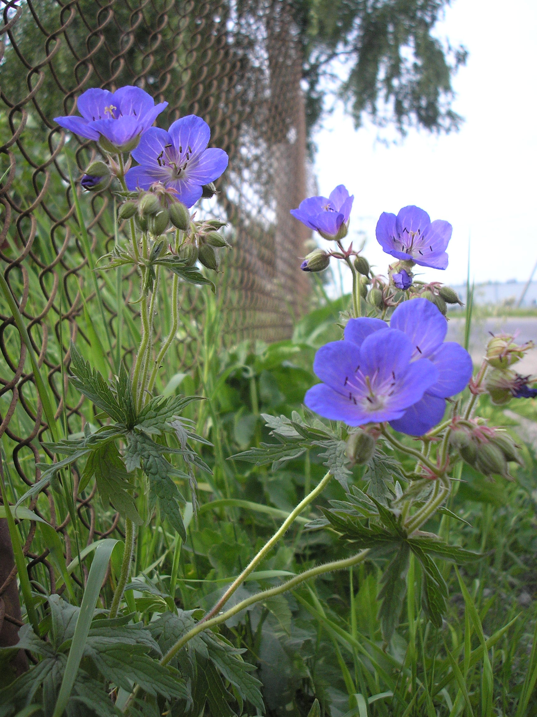 Herba - Aas-kurereha, Geranium pratense