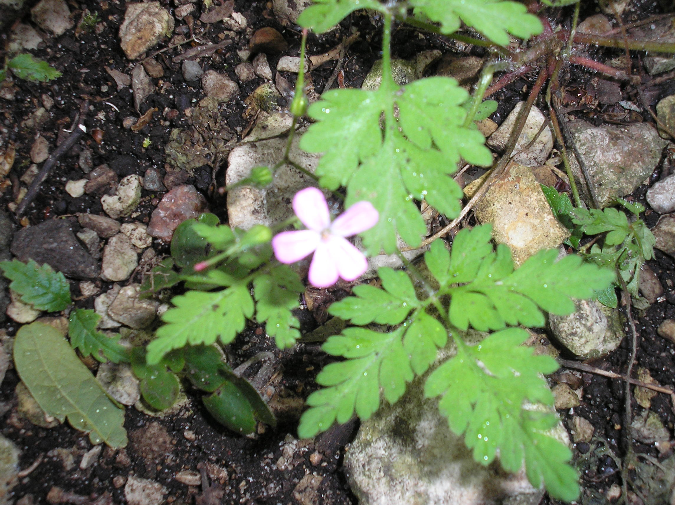 Herba - Haisev kurereha, Geranium robertianum