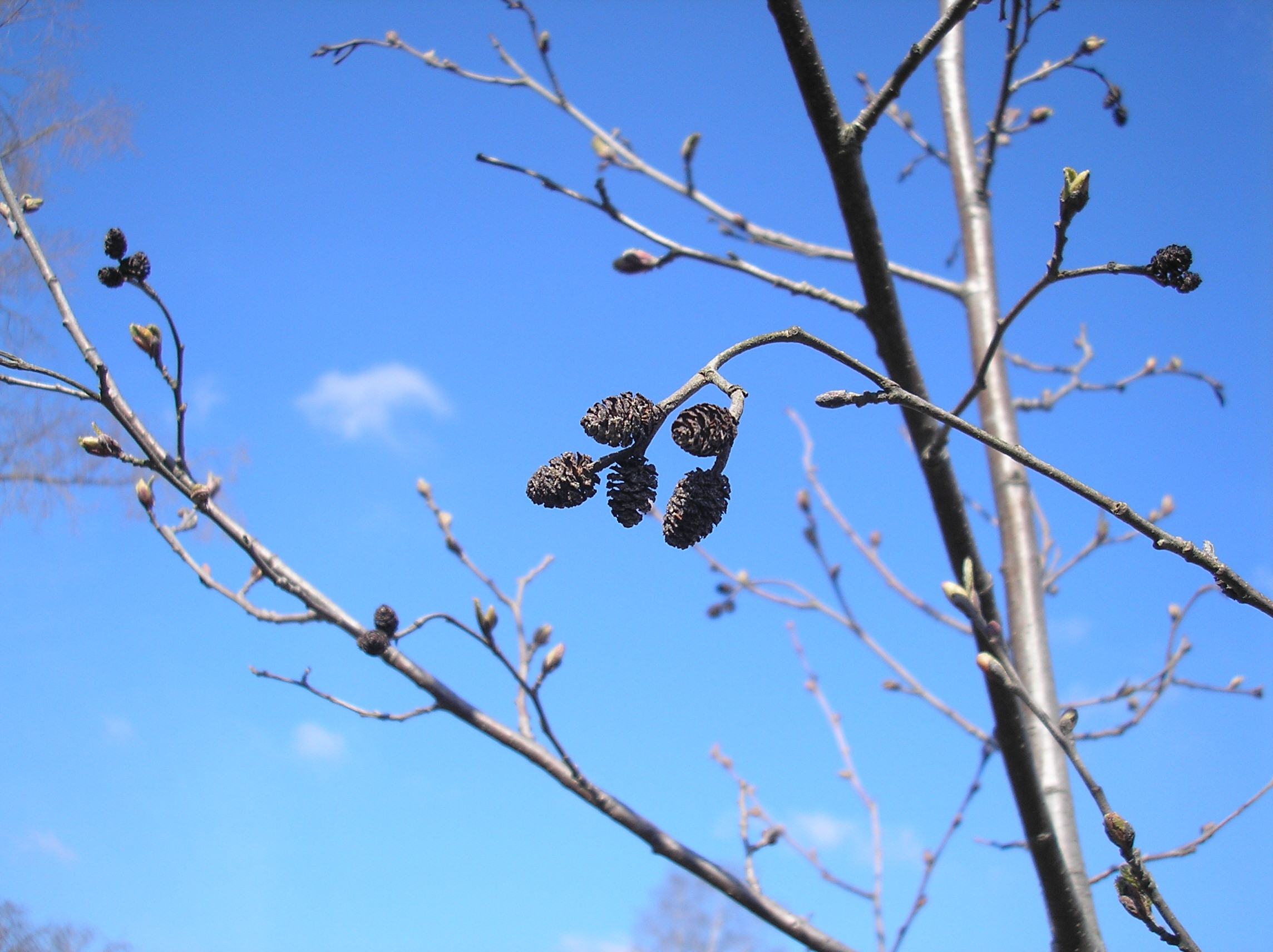 Herba - Hall lepp, Alnus incana