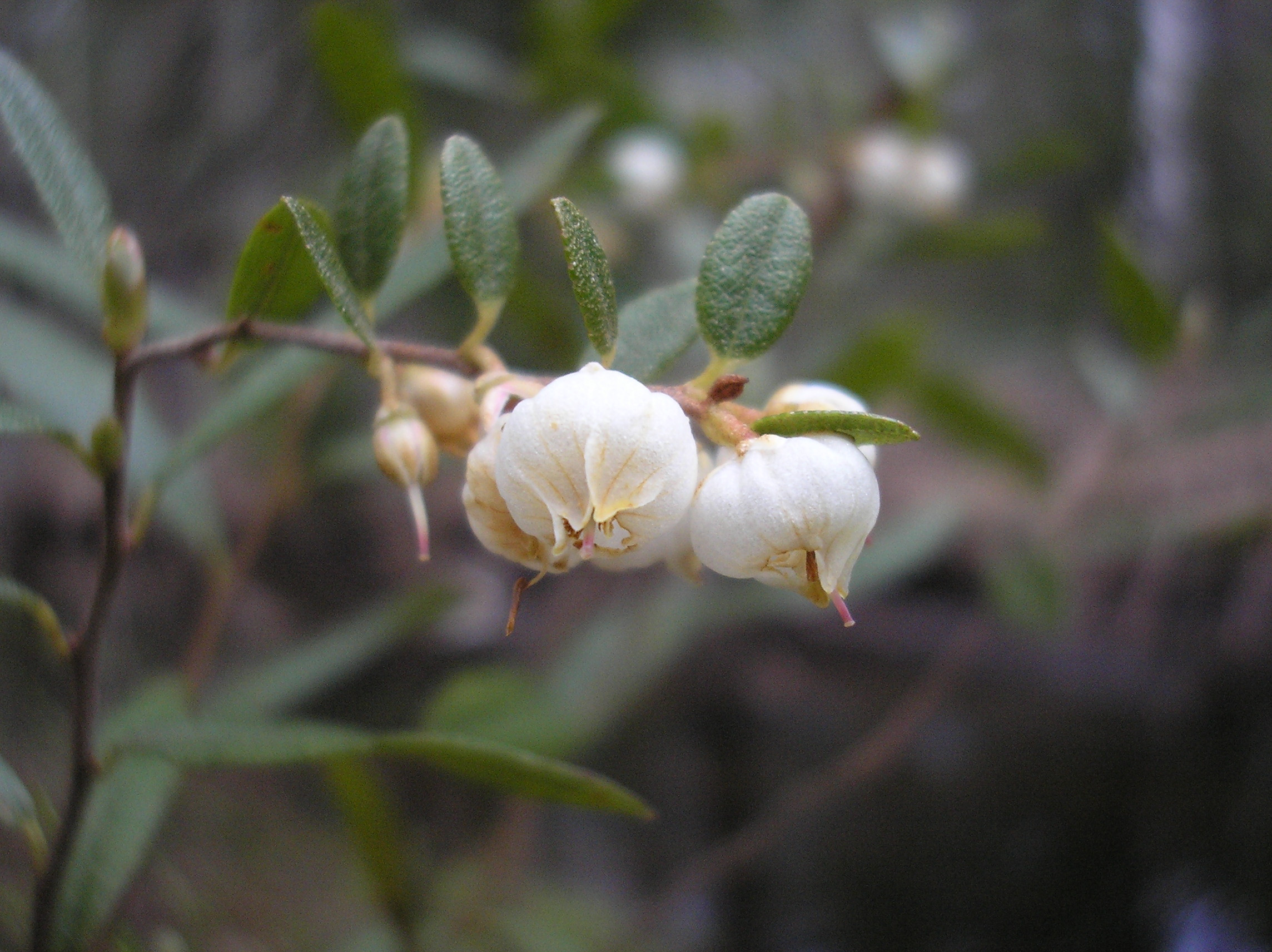 Herba - Hanevits, Chamaedaphne calyculata