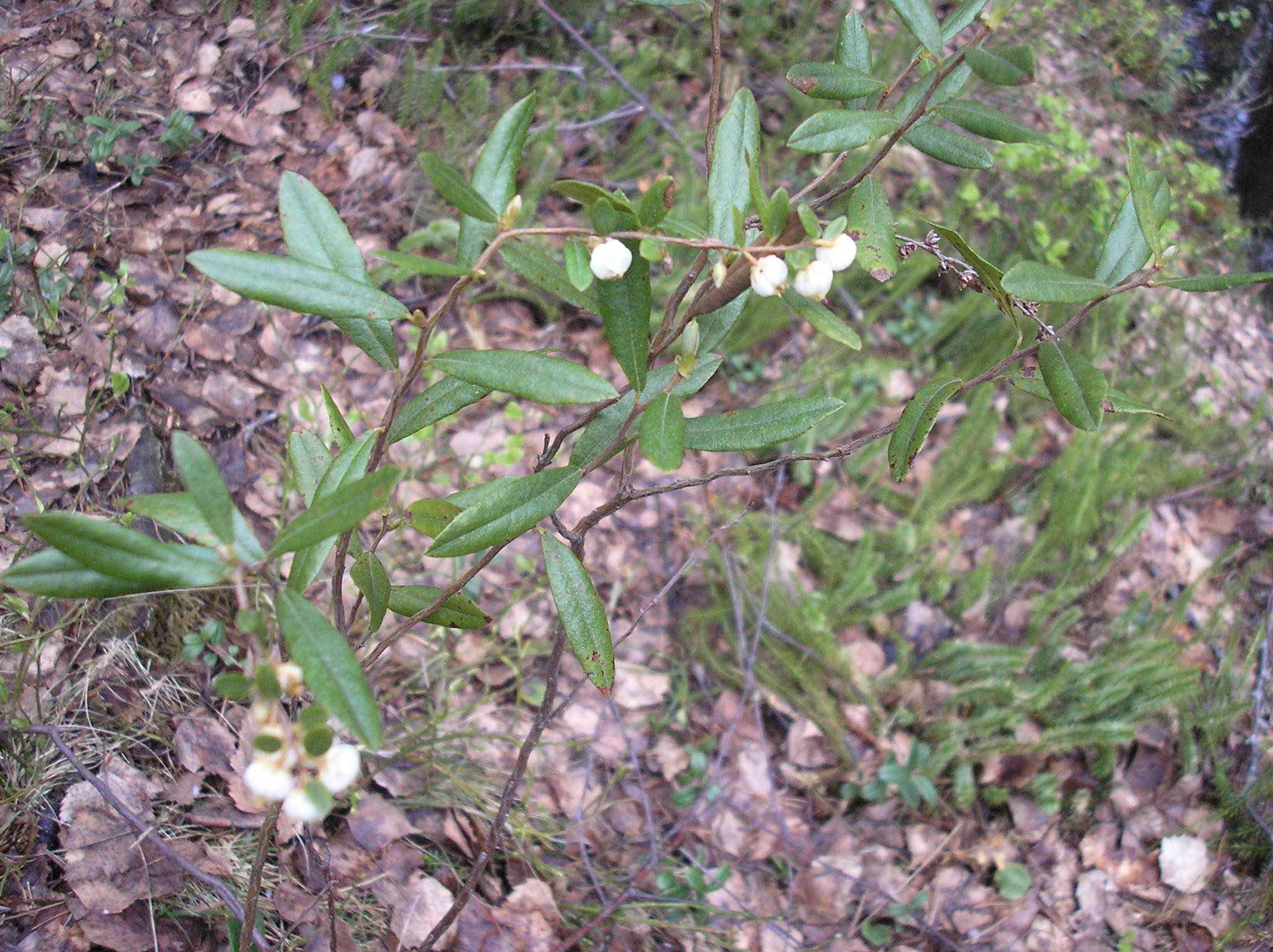 Herba - Hanevits, Chamaedaphne calyculata