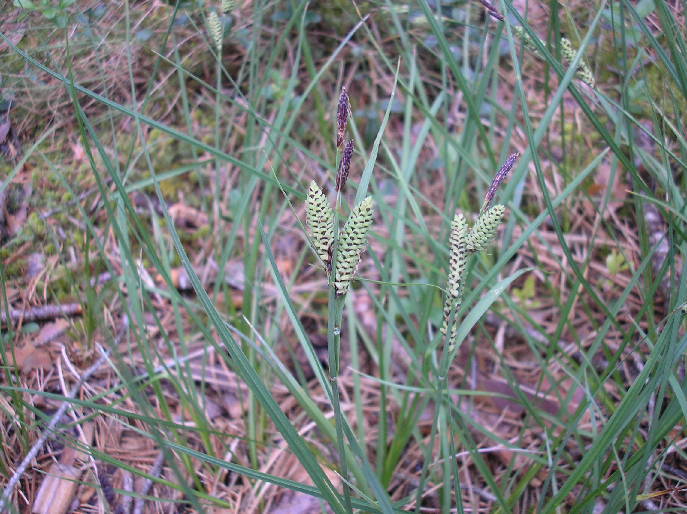 Herba - Harilik tarn, Carex nigra (L.) Reichard