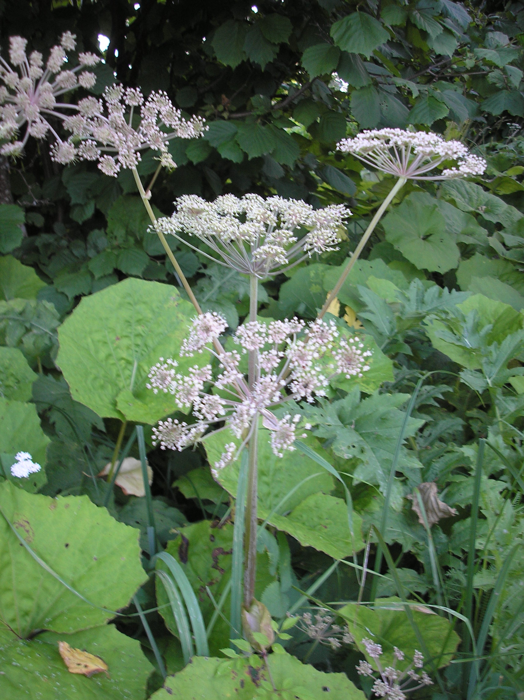 Herba - Harilik heinputk, Angelica sylvestris
