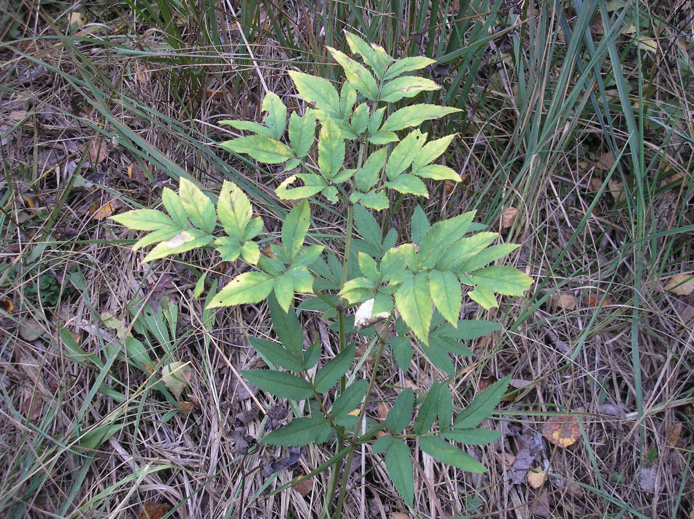 Herba - Harilik heinputk, Angelica sylvestris