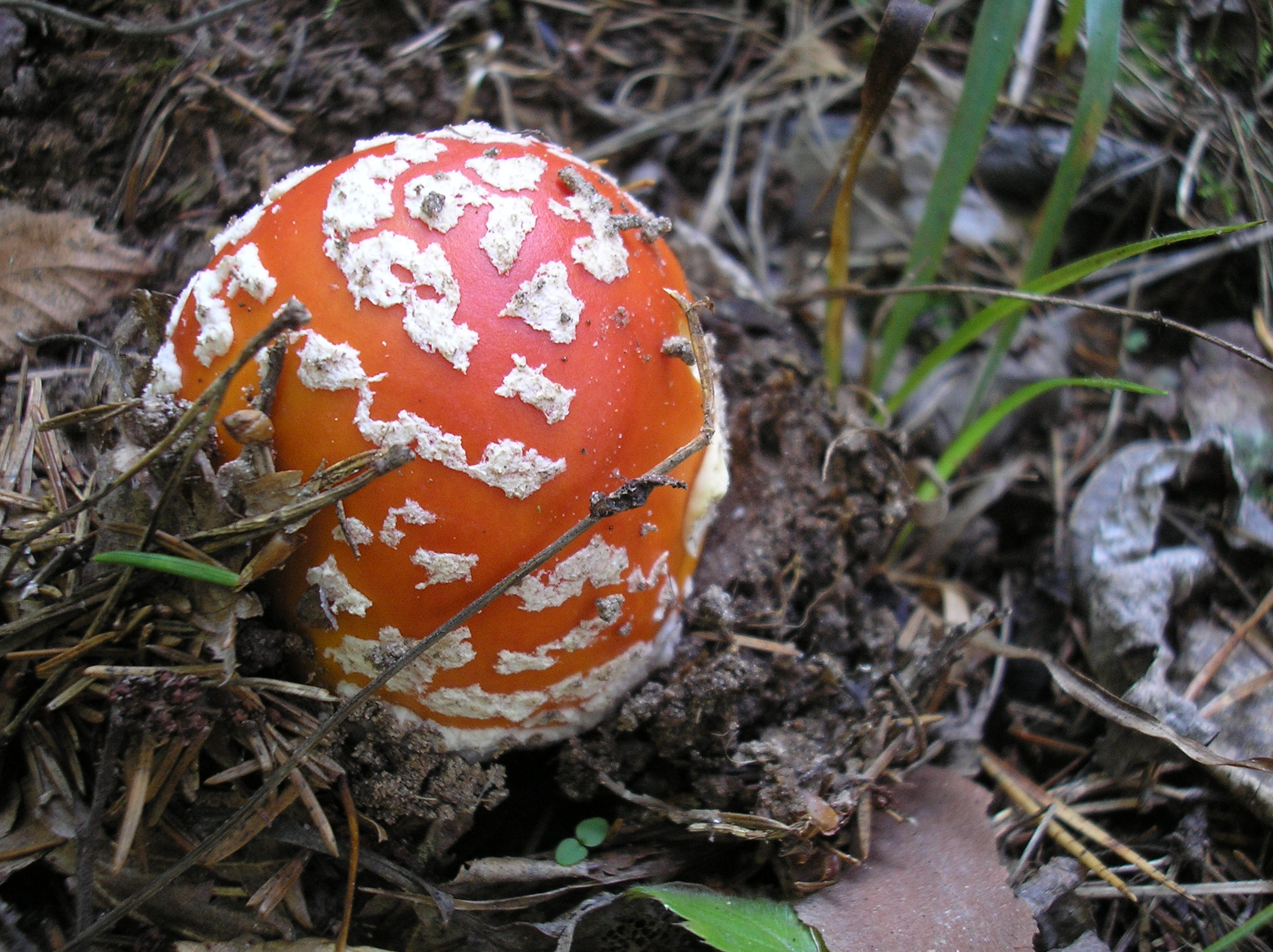 Herba - Punane kärbseseen, Amanita muscaria