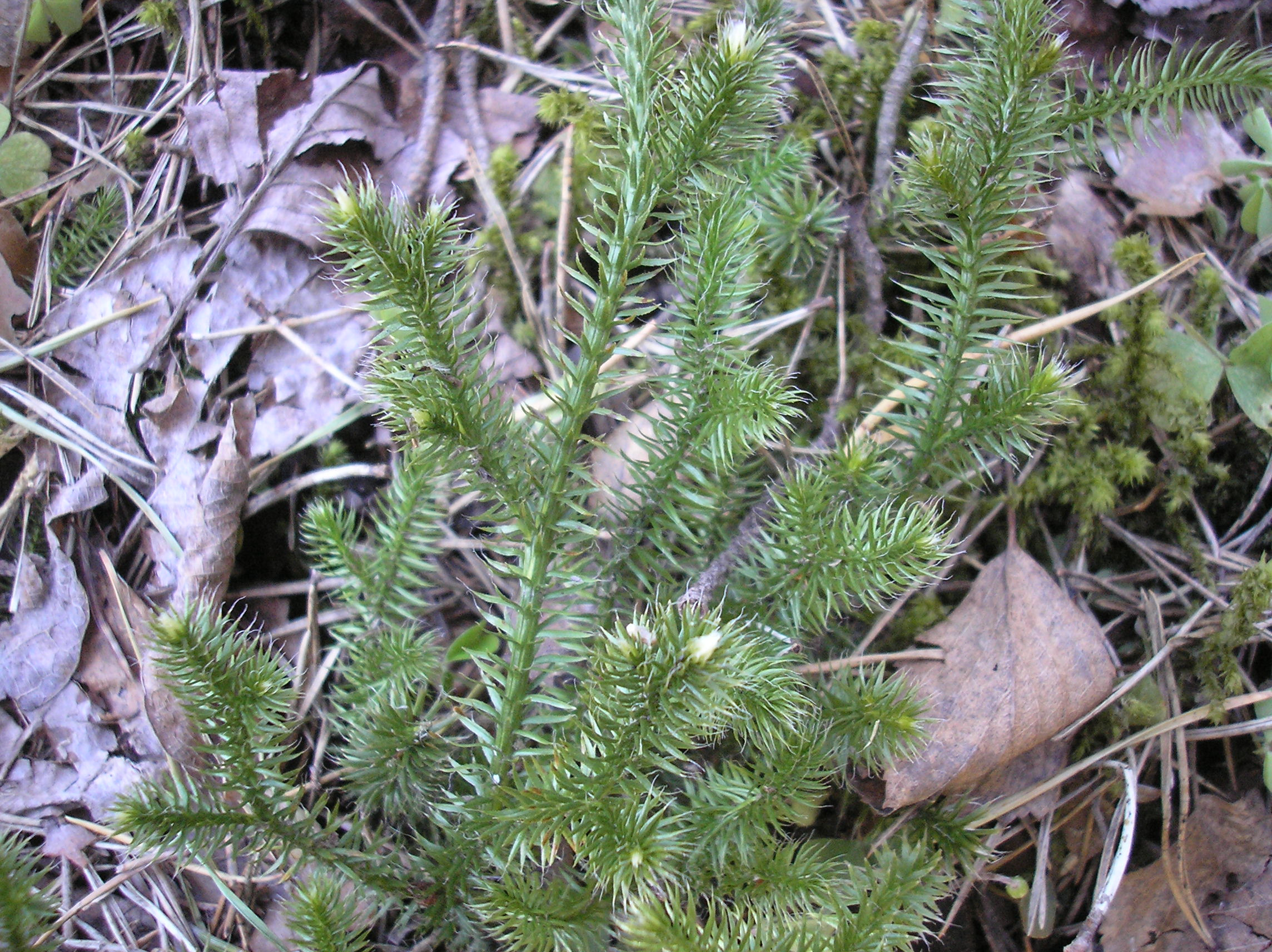 Herba - Karukold, Lycopodium clavatum