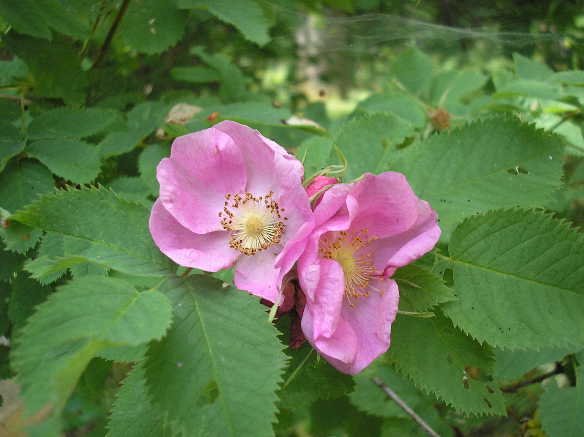 Herba - Kibuvits, Rosa