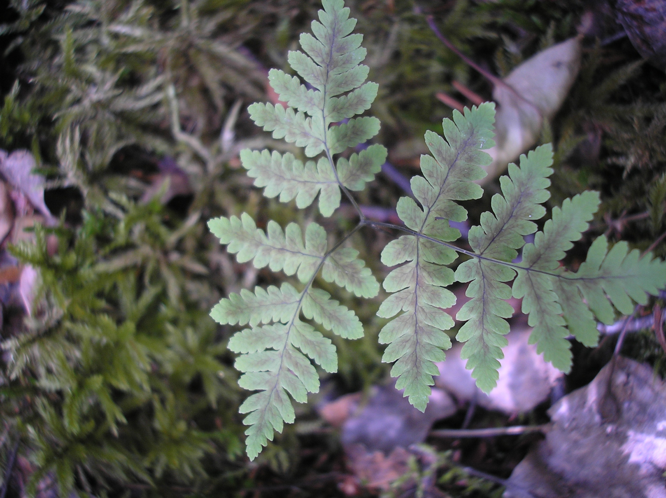 Herba - Harilik kolmissõnajalg, Gymnocarpium dryopteris