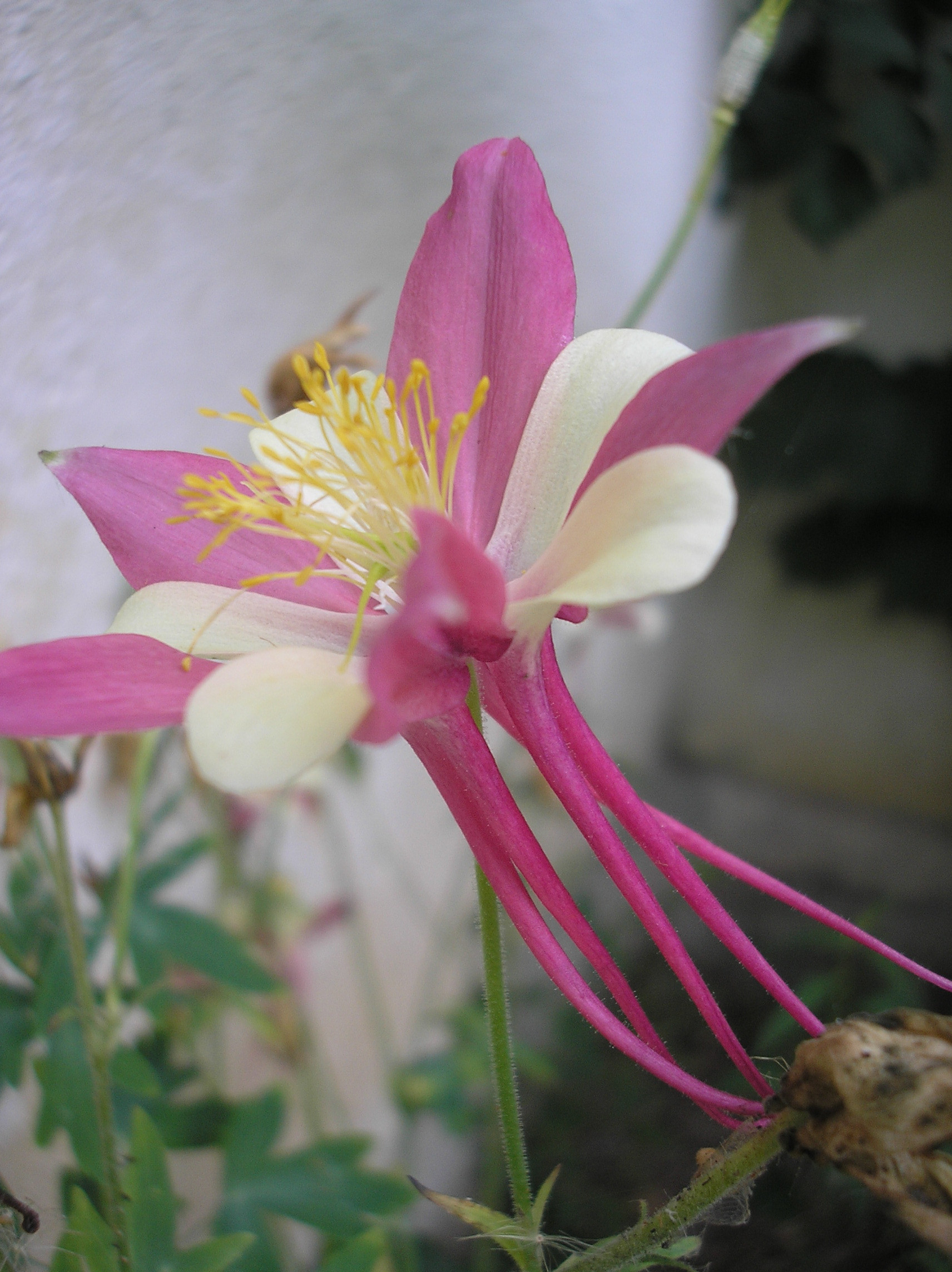 Herba - Harilik kurekell, Aquilegia vulgaris