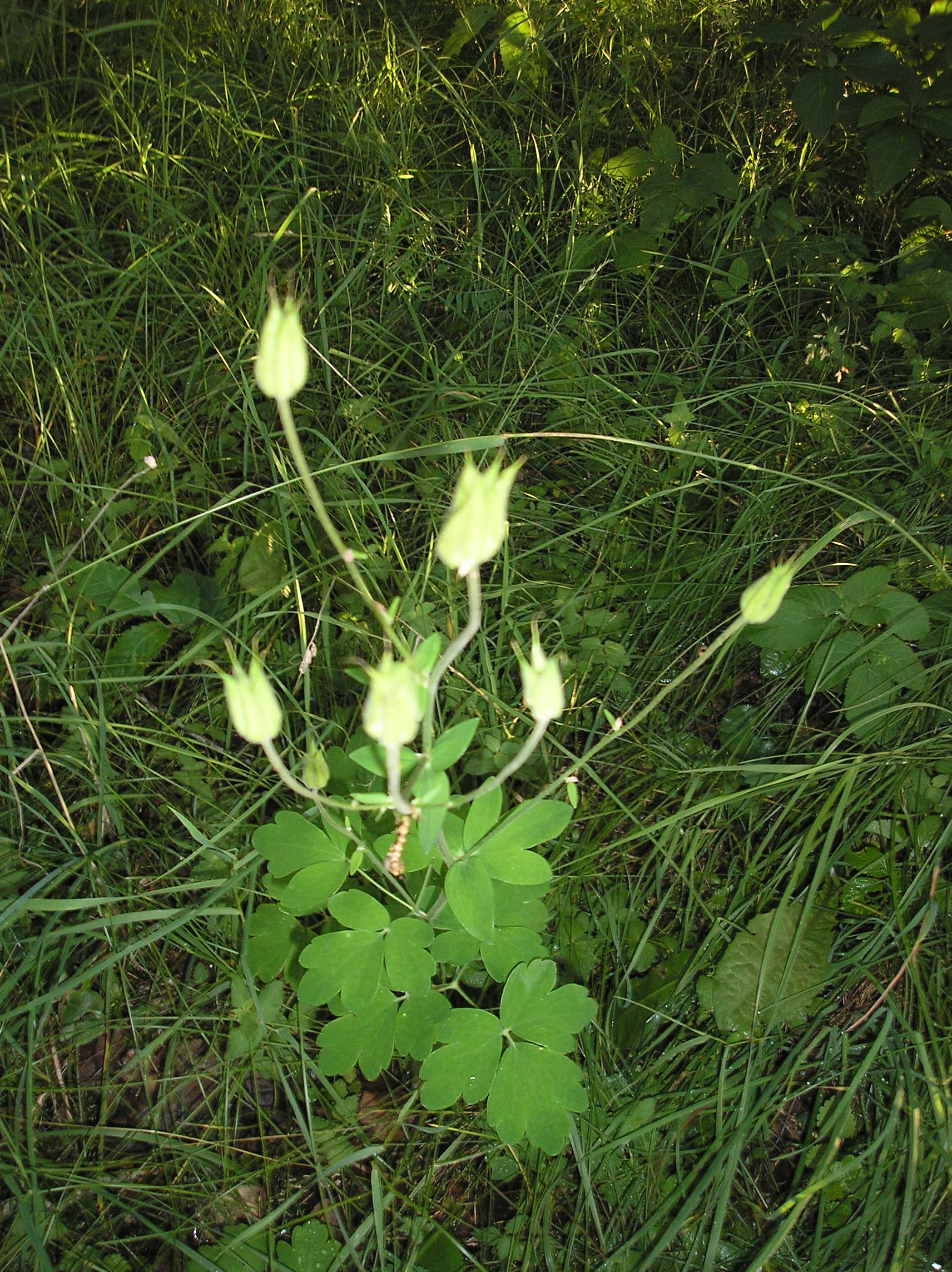 Herba - Harilik kurekell, Aquilegia vulgaris