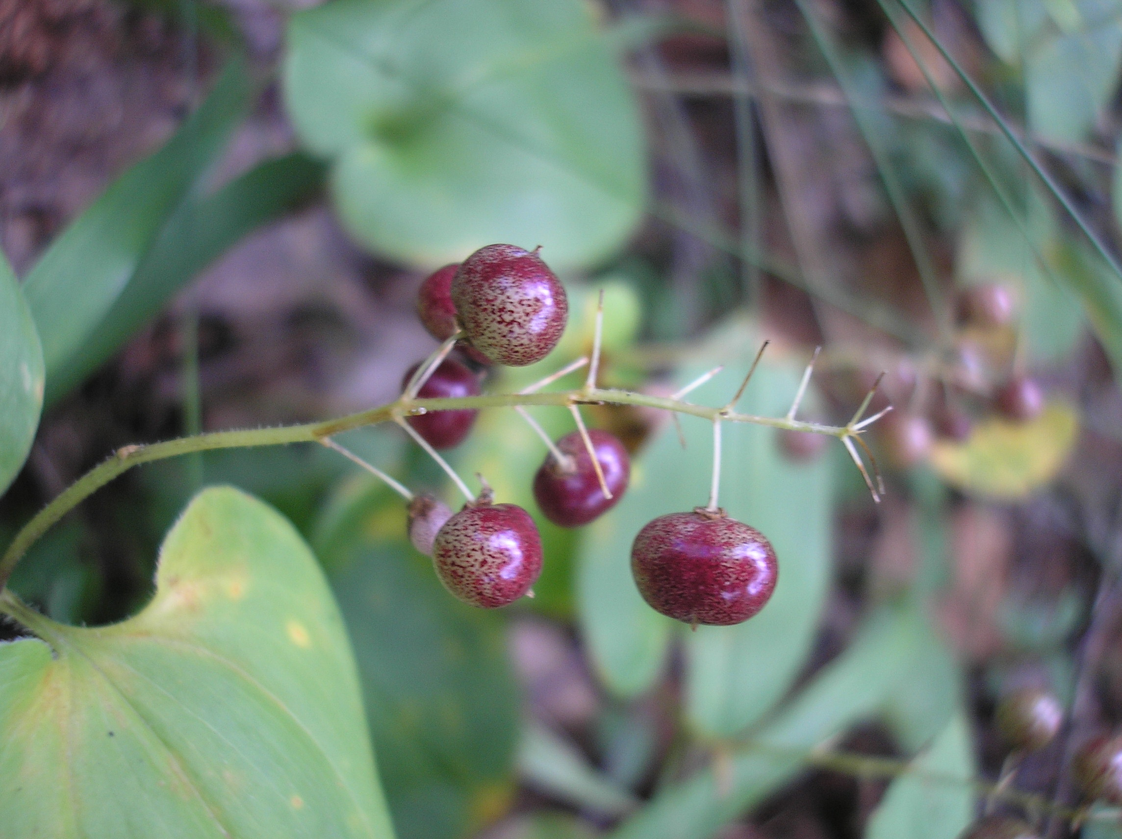 Herba - Leseleht, Maianthemum bifolium