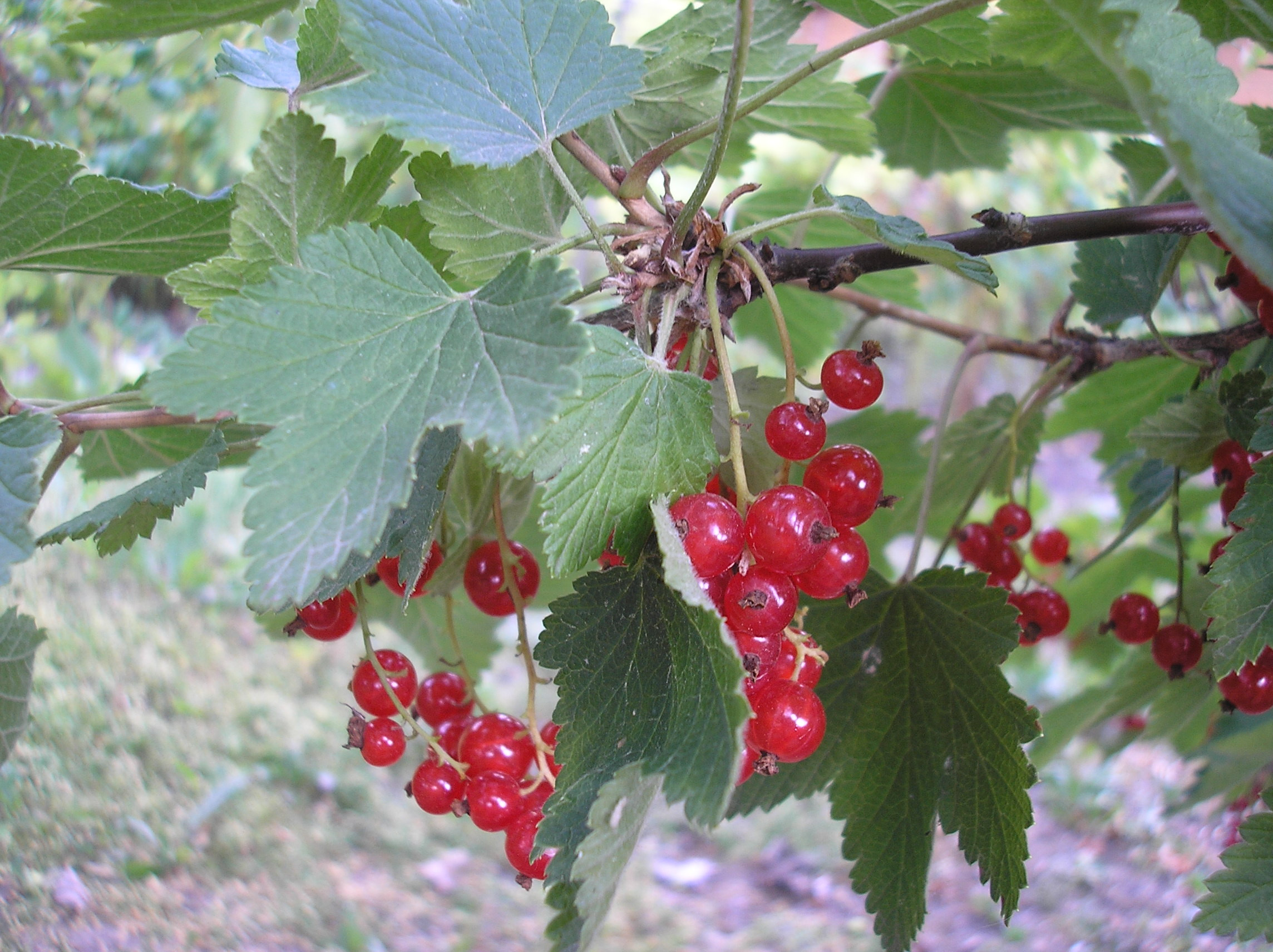 Herba - Punane sõstar, Ribes rubrum