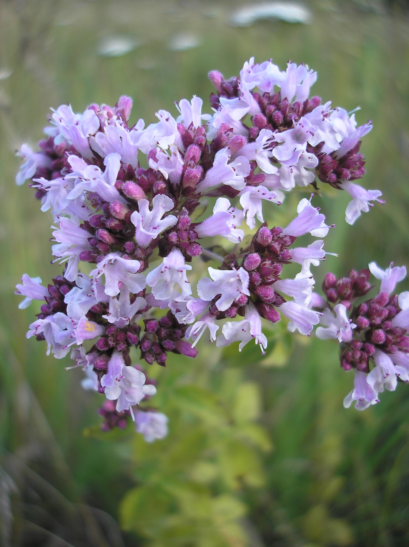 Herba - Harilik pune, Origanum vulgare