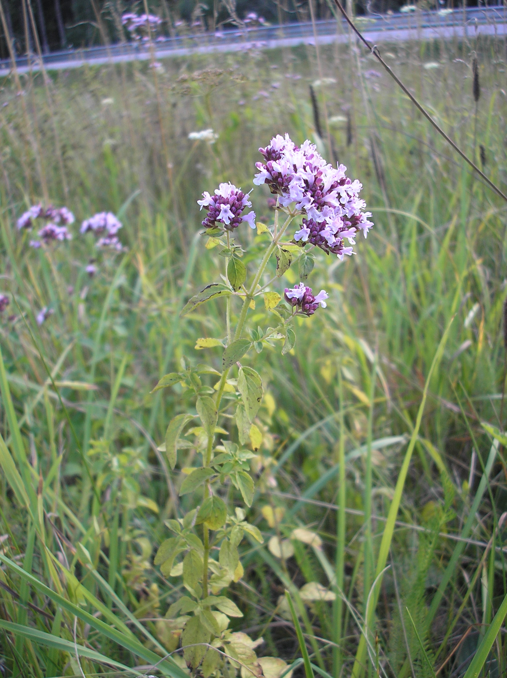 Herba - Harilik pune, Origanum vulgare