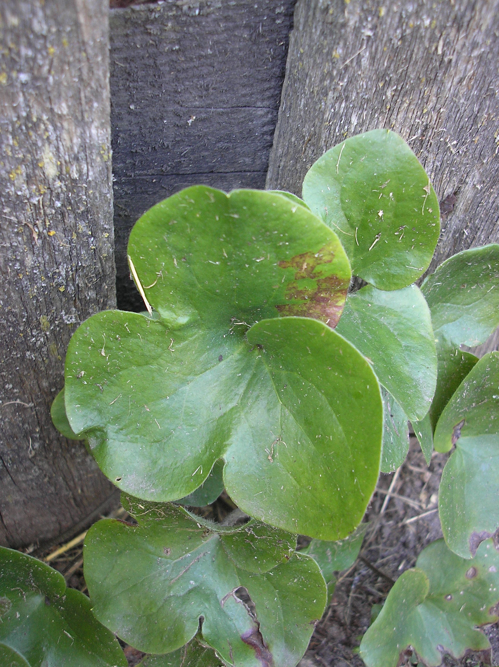 Herba - Harilik sinilill, Hepatica nobilis