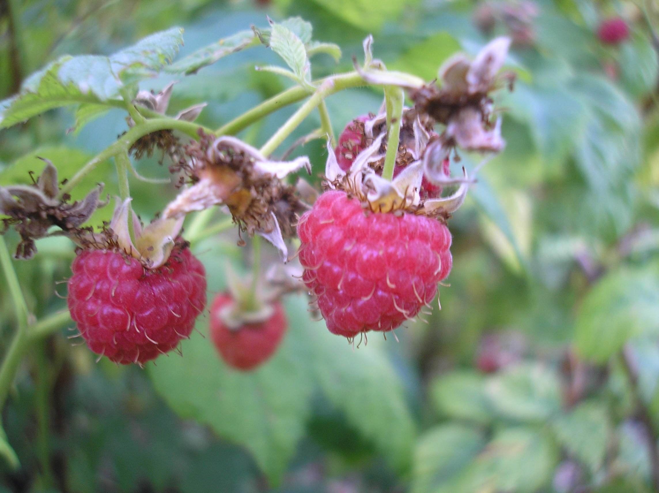 Herba - Harilik vaarikas, Rubus idaeus