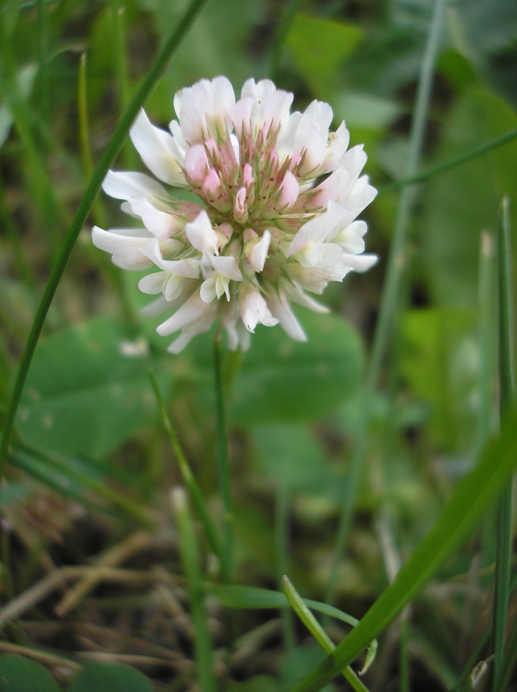 Herba - Valge ristik, Trifolium repens