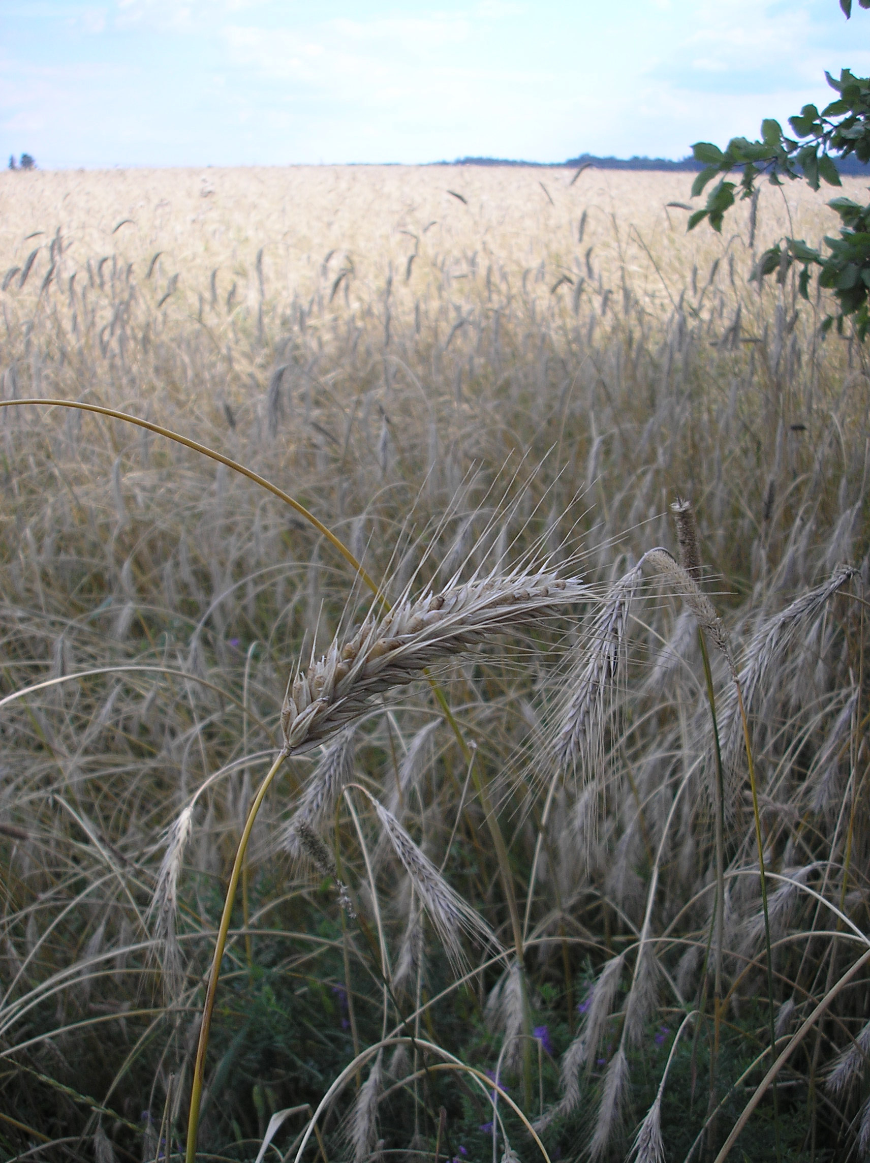 Herba - Harilik rukis, Secale cereale
